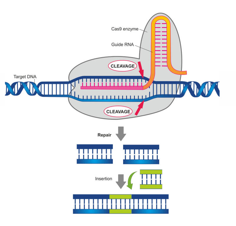 The Ronald Laboratory - Genome Editing